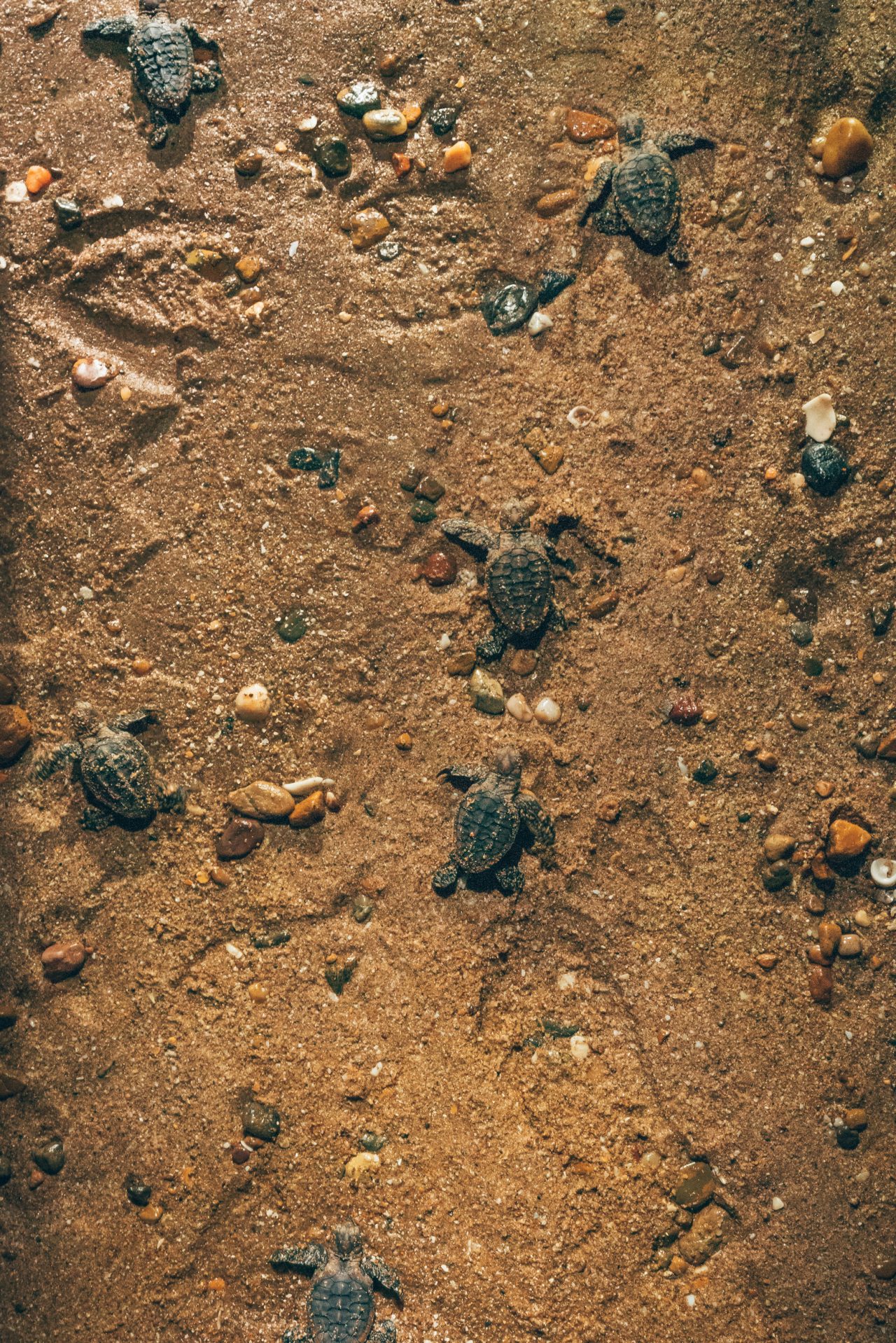 Our Pick - The Best Day Trips From Bundaberg | Queensland