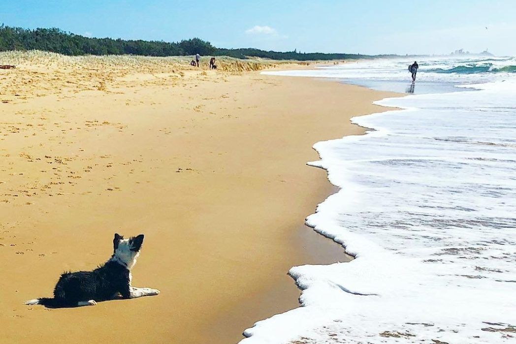 Best Dog Beaches On The Sunshine Coast | Queensland