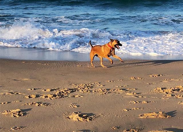 Best Dog Beaches On The Sunshine Coast | Queensland