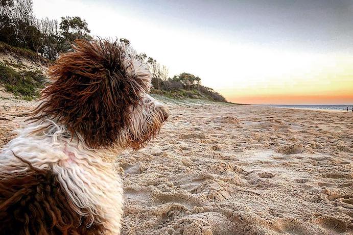 Queensland's Best Dog-Friendly Beaches | Queensland