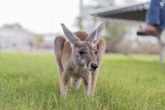 Care for Our Wildlife While Driving in Outback Queensland | Queensland