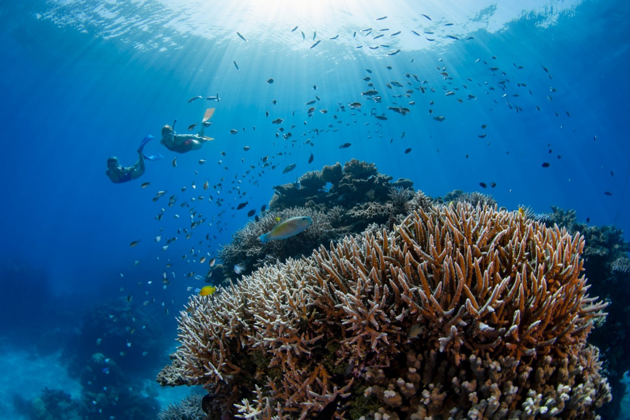 The Best Great Barrier Reef Tours | Queensland