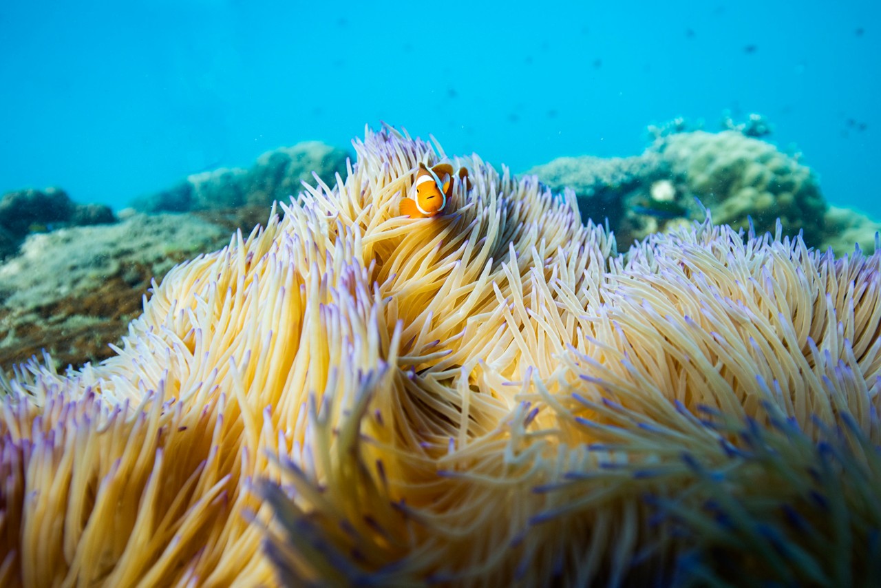 See Queensland’s Marine Life: the Great Eight | Queensland