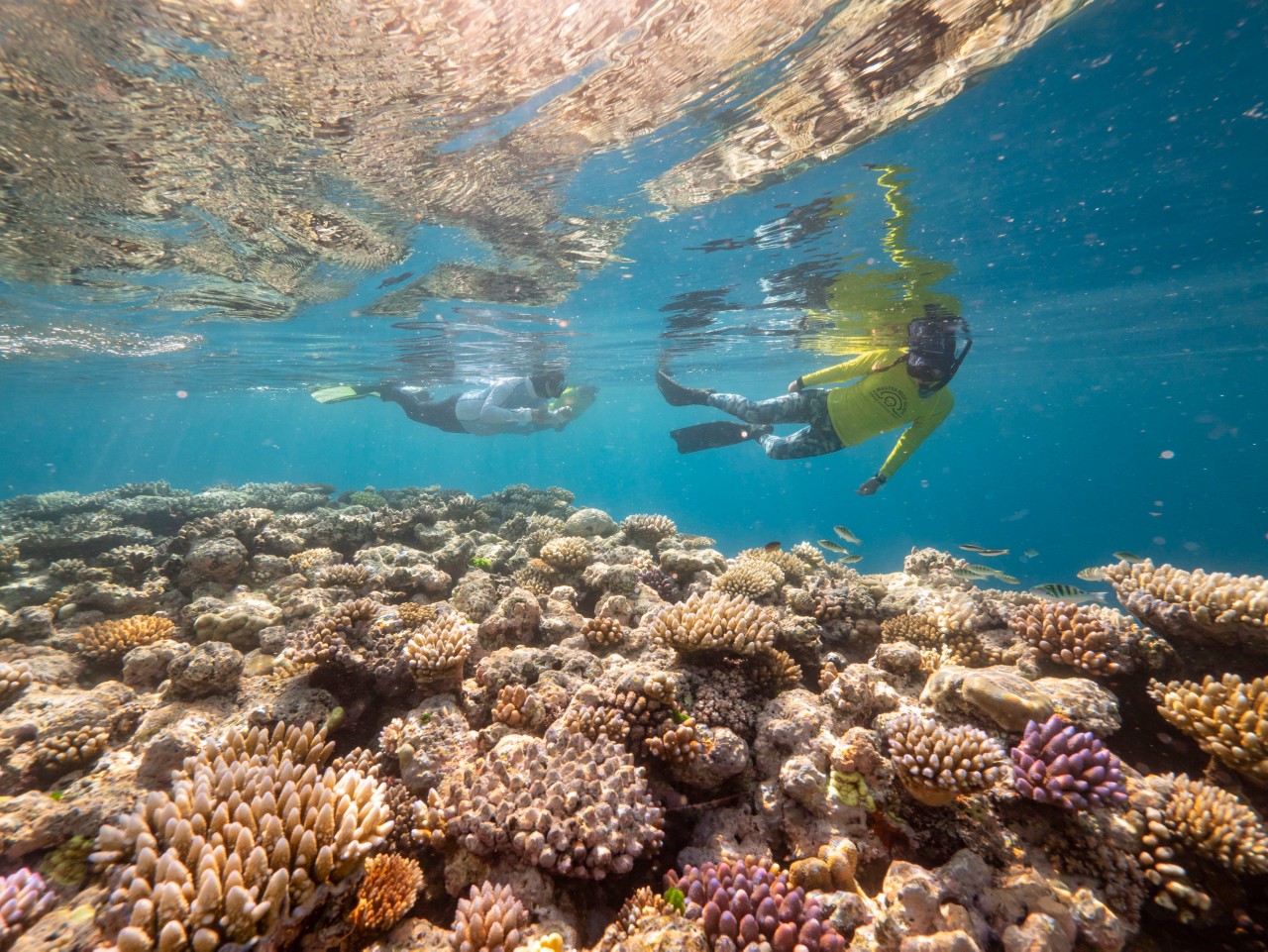 Explore the Great Barrier Reef With a Master Reef Guide Experience ...