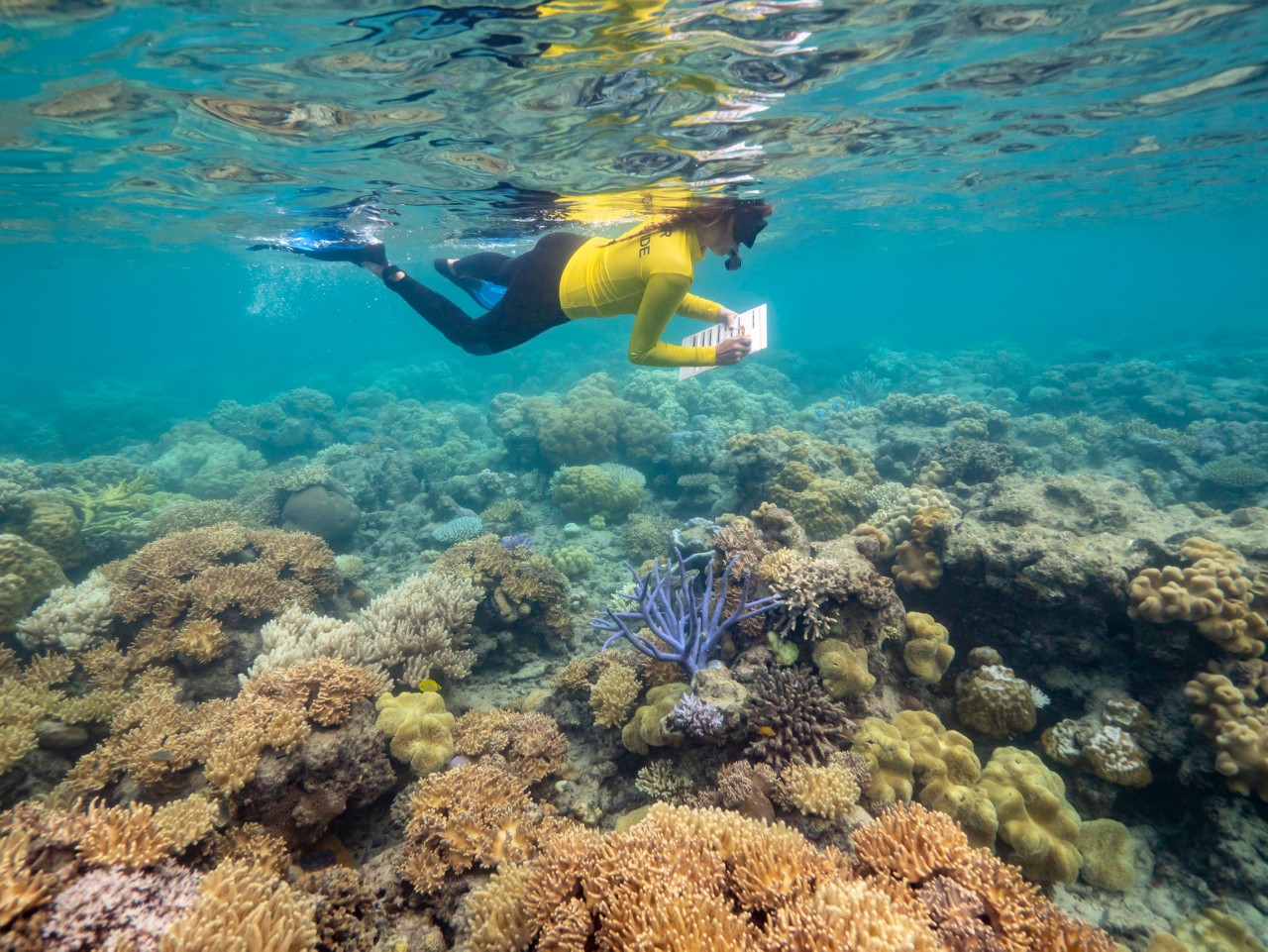 Queensland's Master Reef Guides - Great Barrier Reef | Queensland