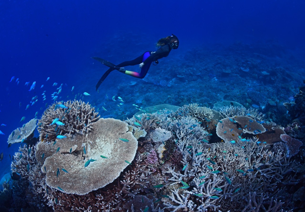 Top 10 Lesser-known Reefs on the Great Barrier Reef | Queensland