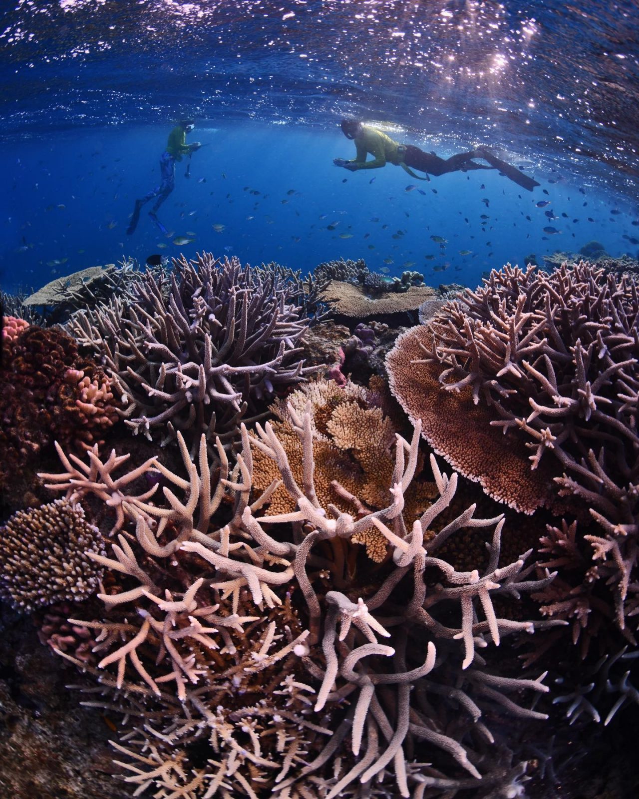 Top 10 Lesser-known Reefs on the Great Barrier Reef | Queensland