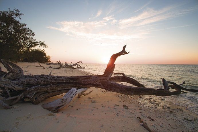 Why You Need to Visit Lady Musgrave Island | Queensland