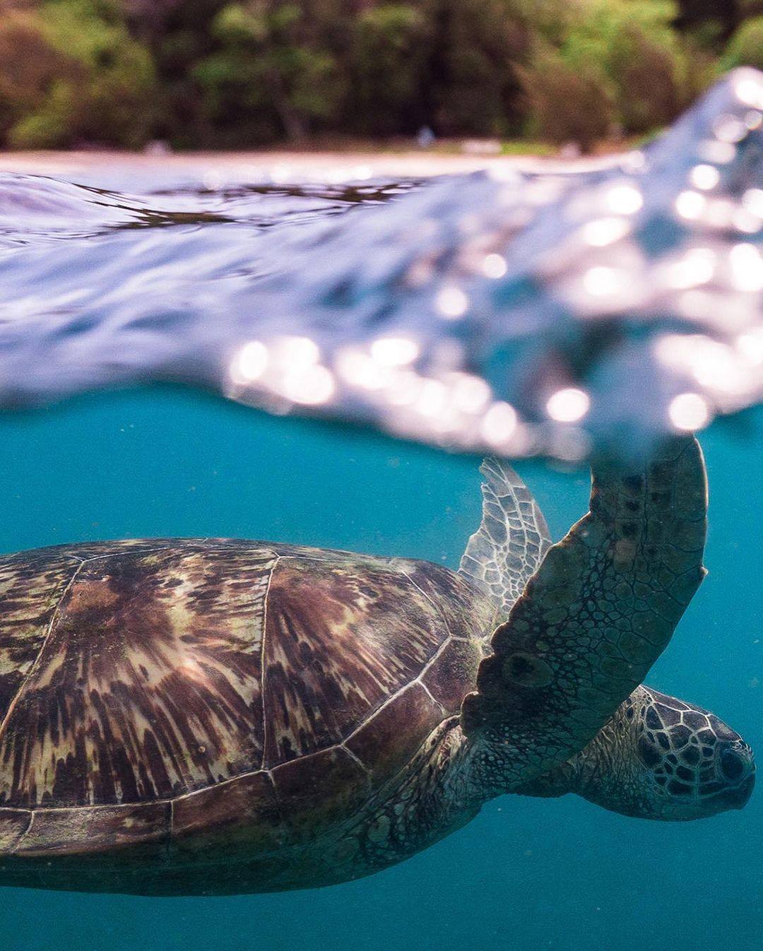Why You Need to Visit Fitzroy Island | Queensland