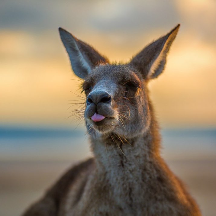 Where to Find 6 Australian Animals with Attitude | Queensland