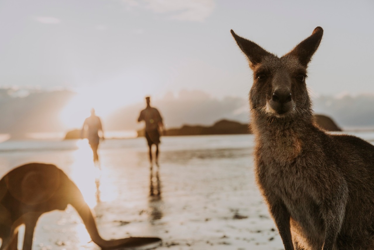 The Best (Guaranteed) Australian Animal Encounters | Queensland