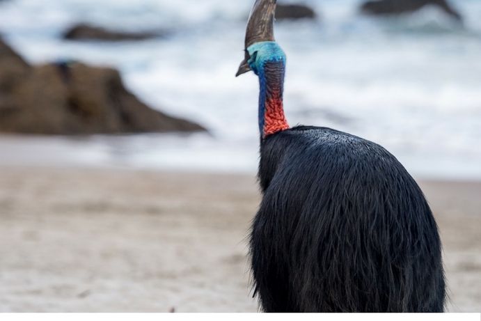 How to Spot a Cassowary In the Wild | Queensland
