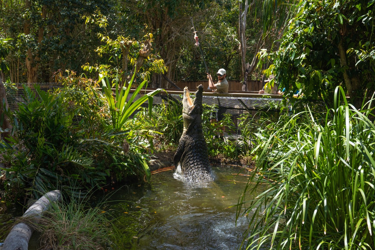 Crocodile encounters in Queensland | Queensland