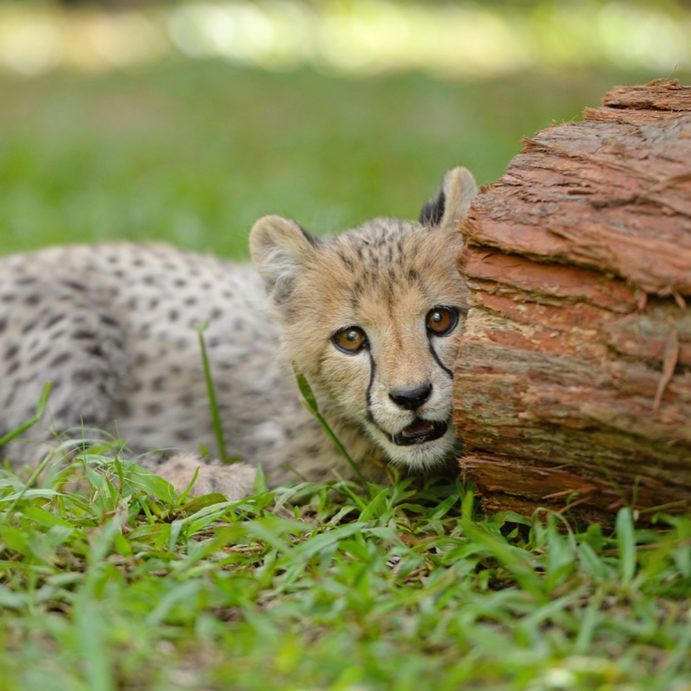 Australia Zoo’s Super-Cute Baby Animals | Queensland