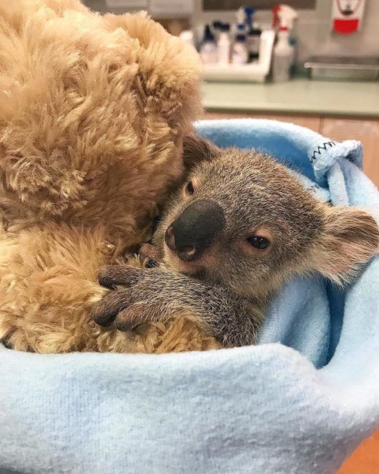 Australia Zoo’s Super-Cute Baby Animals | Queensland