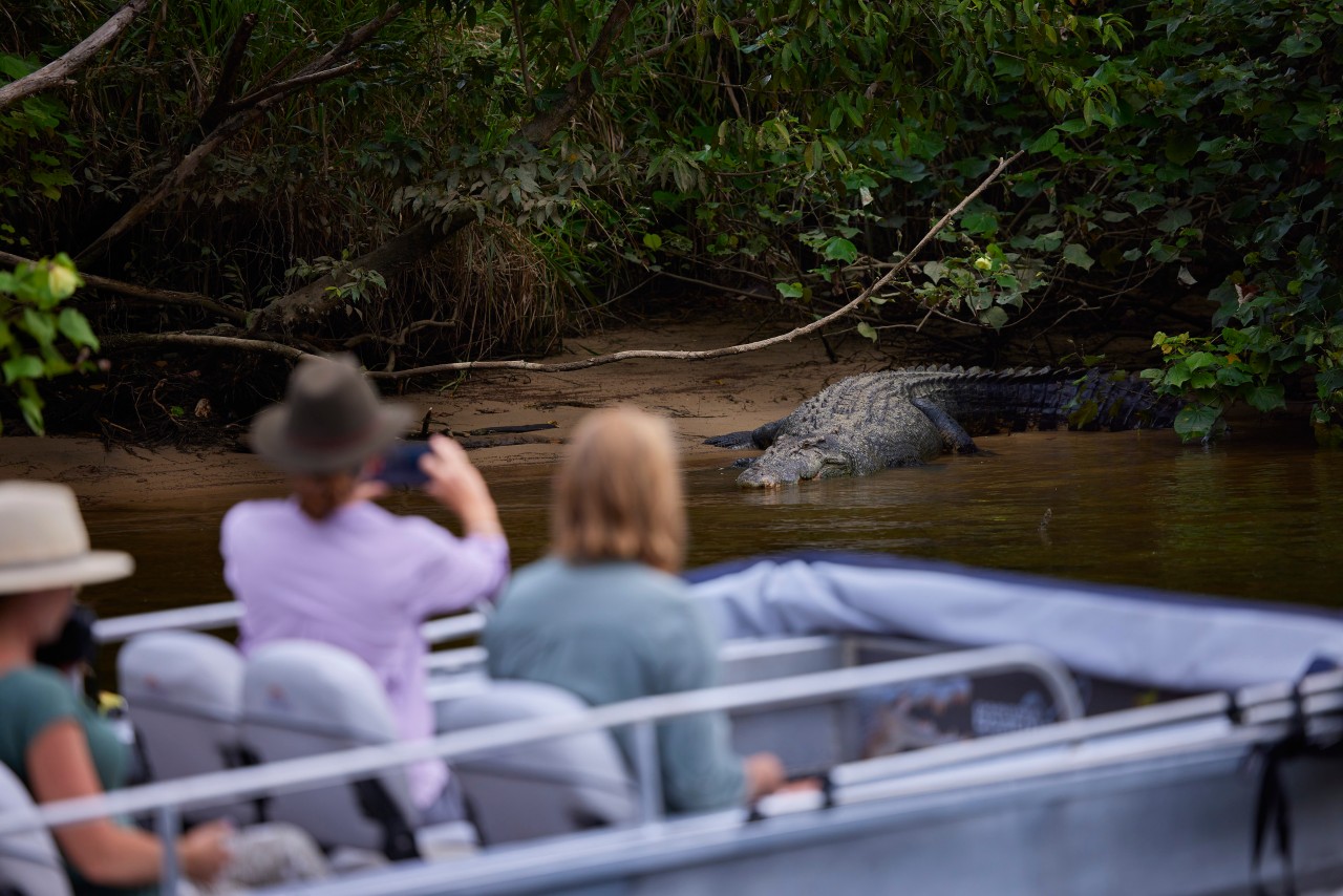 Discover Unique Daintree Rainforest Animals | Queensland