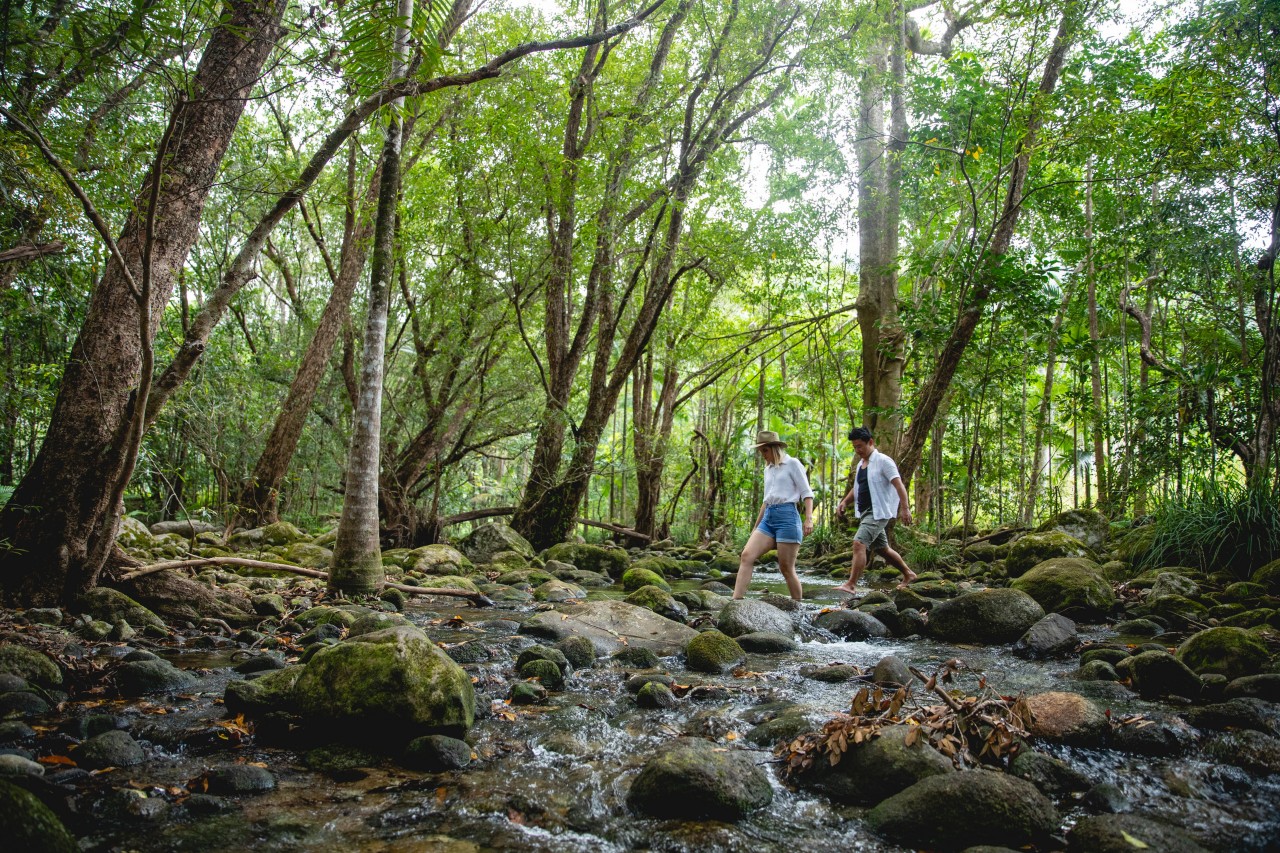 These 10 Daintree Rainforest Facts Will Blow Your Mind | Queensland