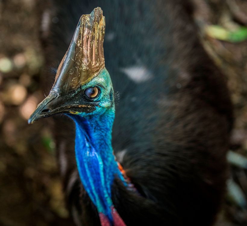 9 Amazing Facts About the Cassowary | Queensland