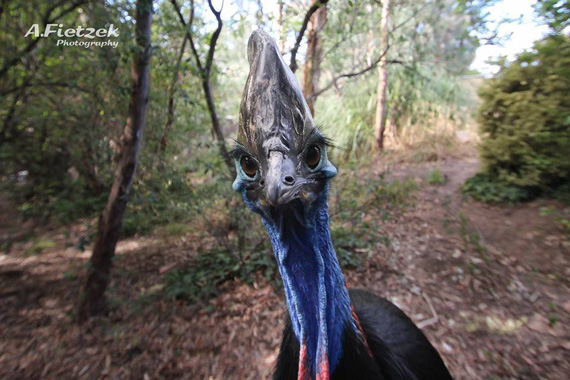 9 Amazing Facts About the Cassowary | Queensland