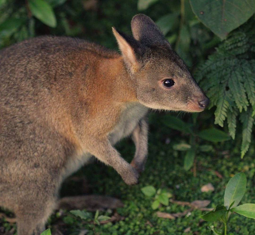 Greet the locals with these 5 Gondwana wildlife experiences | Queensland