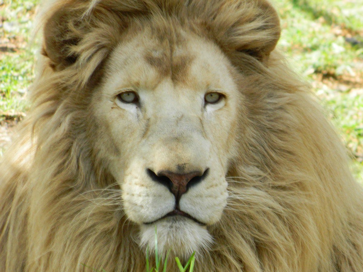 Wild Side: Queensland's Australian Animals Encyclopedia | Queensland