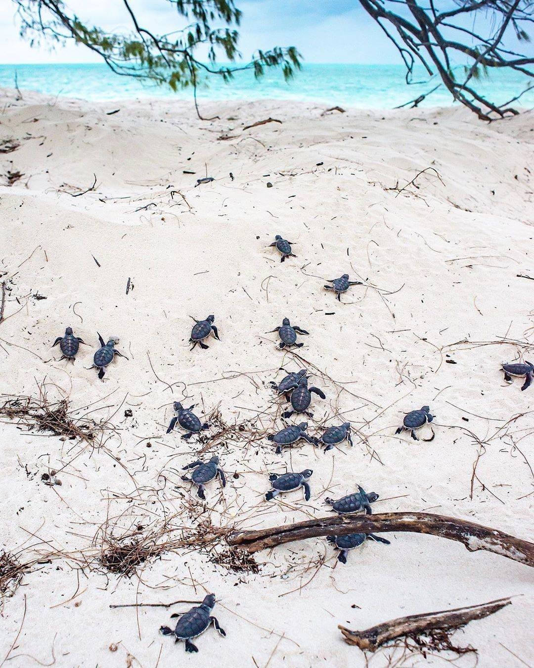 15 Facts About Turtles on the Great Barrier Reef | Queensland