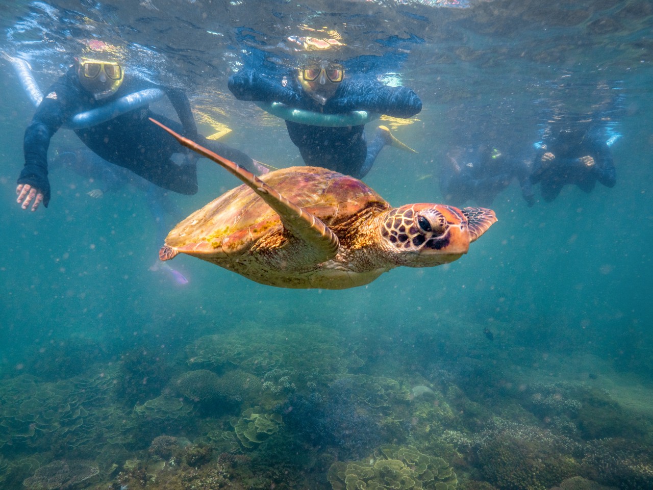 Mon Repos and Beyond: Where to See Turtles in Queensland | Queensland