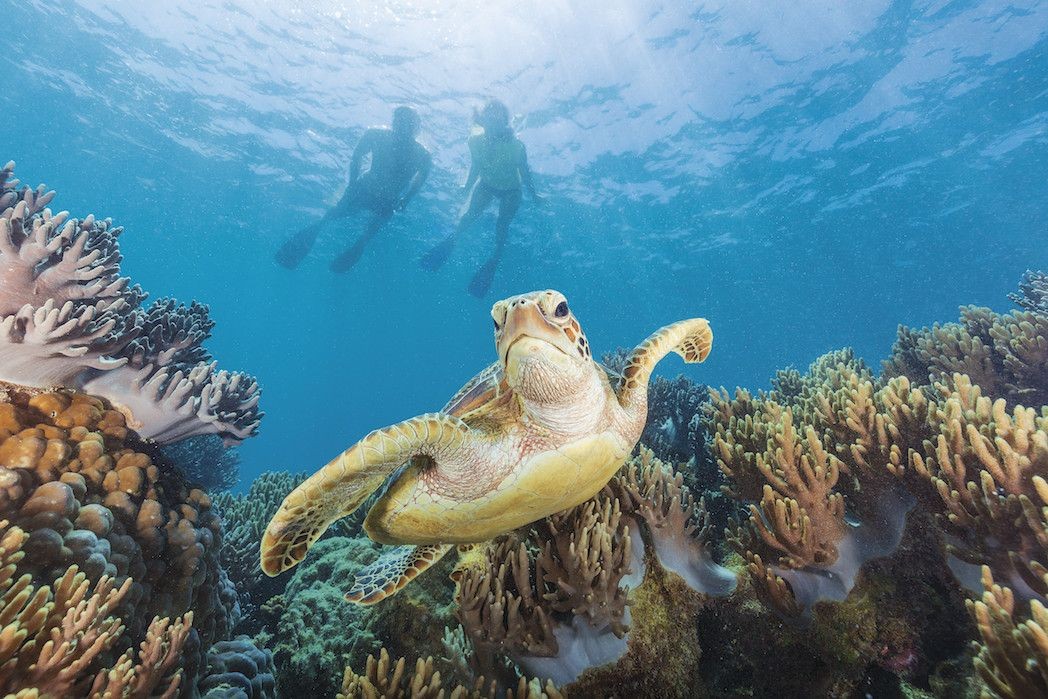 How to Help Save Queensland’s Precious Sea Turtles | Queensland