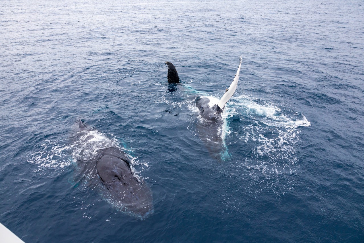 Brisbane Whale Watching Guide | Queensland