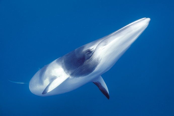 16 Things You Didn’t Know About Dwarf Minke Whales | Queensland