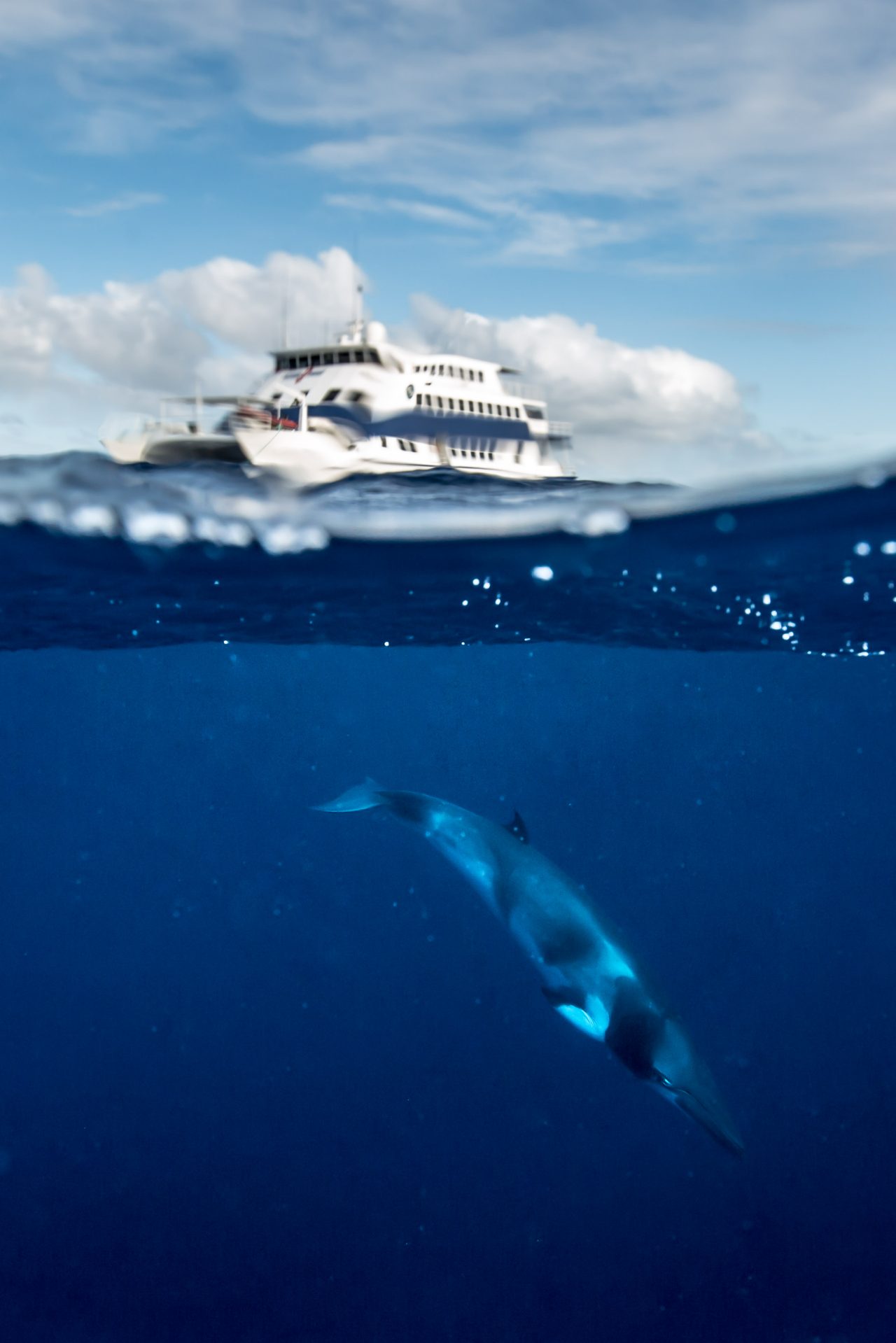 Minke Whales: the World’s Most Exclusive Wildlife Encounter | Queensland