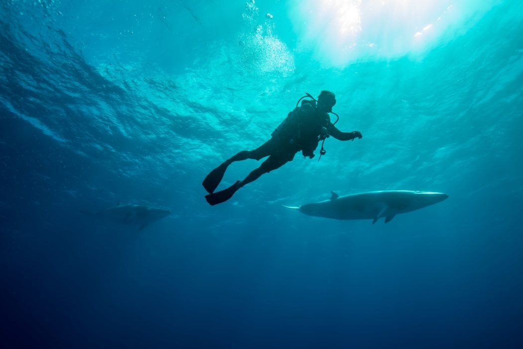 Swimming With Dwarf Minke Whales: What to Know | Queensland