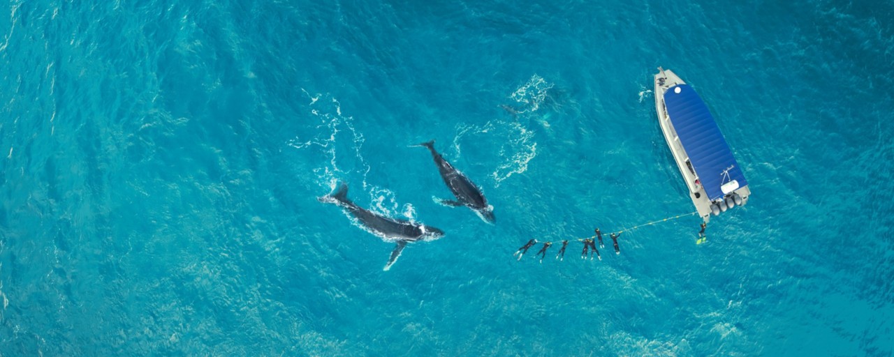 How to Go Whale Watching in Hervey Bay | Queensland