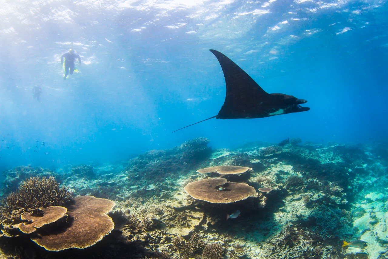 Manta Ray Research Partnership | Queensland