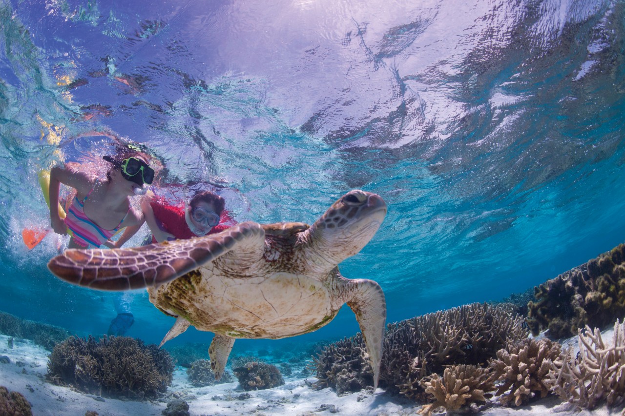 Swim With Turtles on this 5-Day Family Road Trip to Bundaberg | Queensland