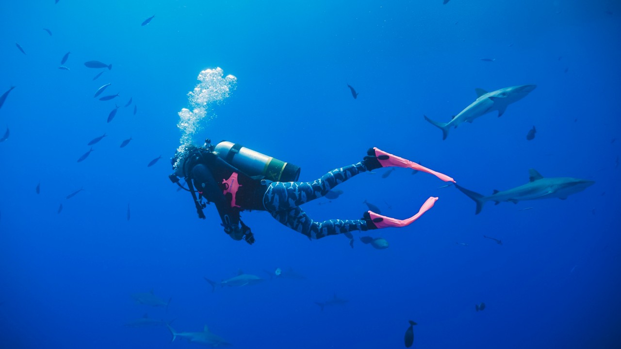 Grab Your Fins for the Best Advanced Dives in Queensland | Queensland