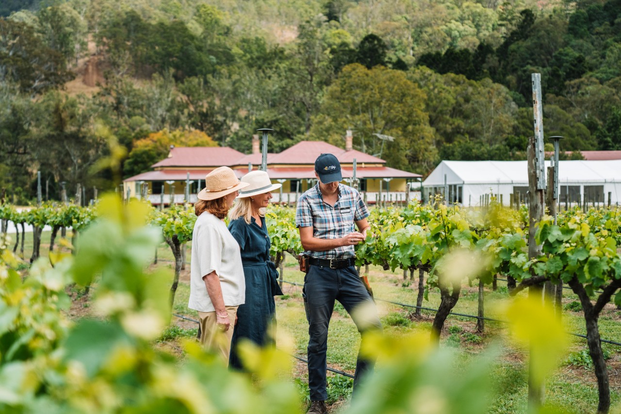 Why the Vine and Shine Trail is a Must-Do for Wine Lovers | Queensland