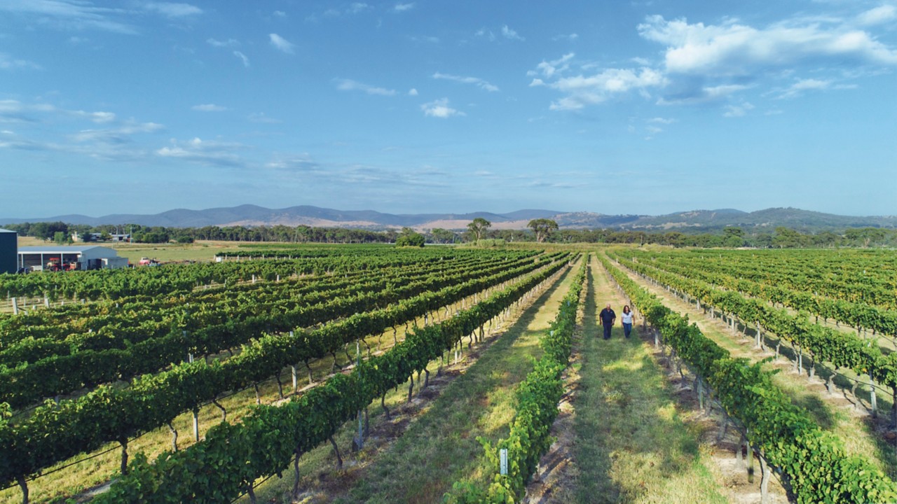 Why the Vine and Shine Trail is a Must-Do for Wine Lovers | Queensland