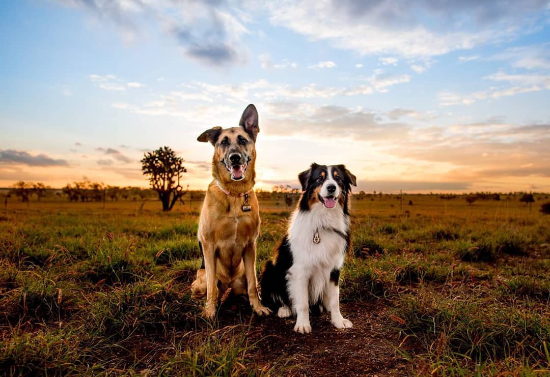 The Dog-Friendly Guide to Outback Queensland | Queensland
