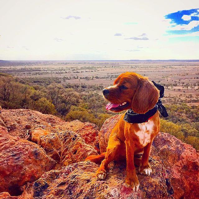 The Dog-Friendly Guide to Outback Queensland | Queensland