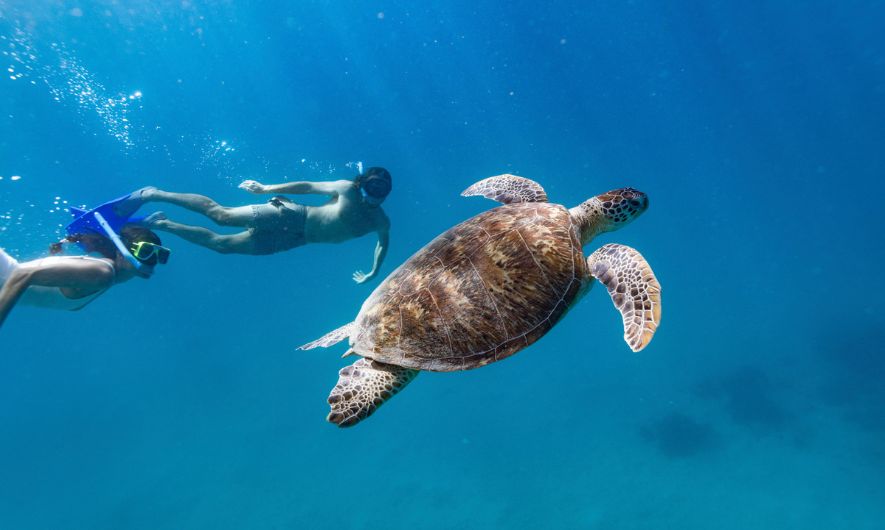 How To Become A Guardian of the Reef | Queensland