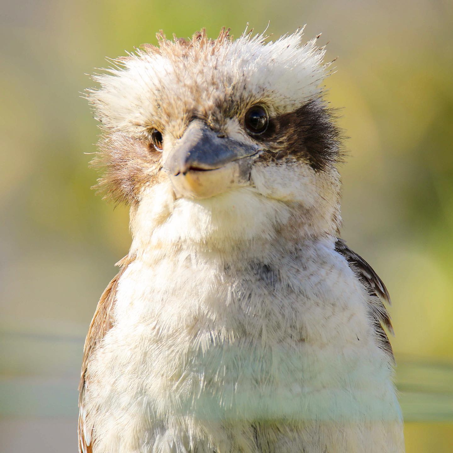 Where to Find 6 Australian Animals with Attitude | Queensland