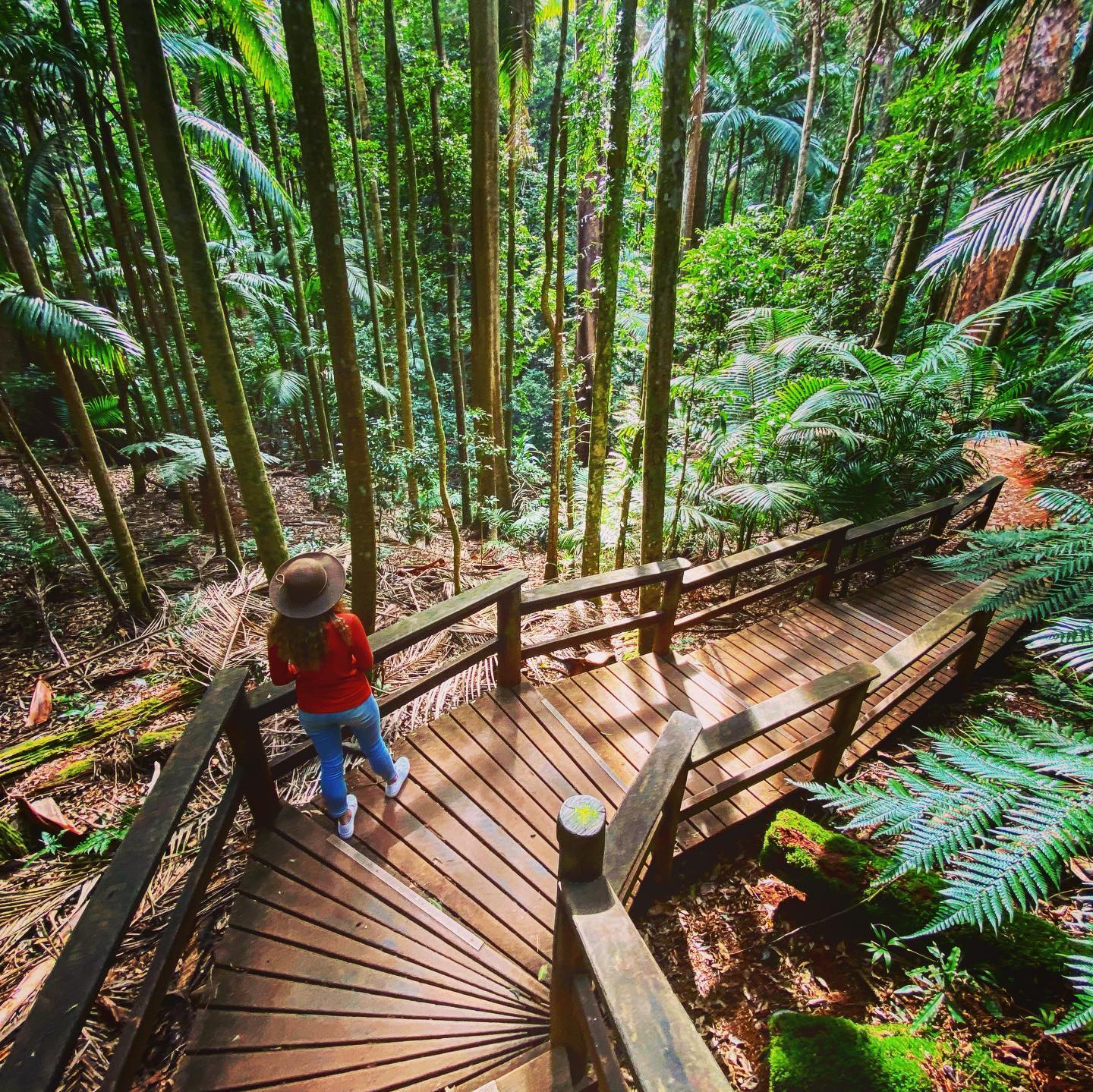 A Guide to the Most Spectacular Queensland Rainforests | Queensland