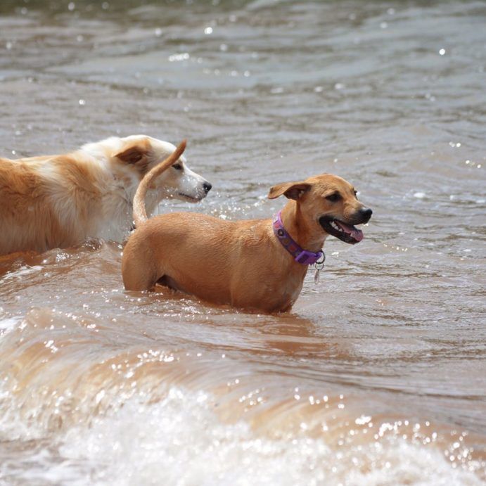 Best Dog-Friendly Beaches Near Brisbane | Queensland