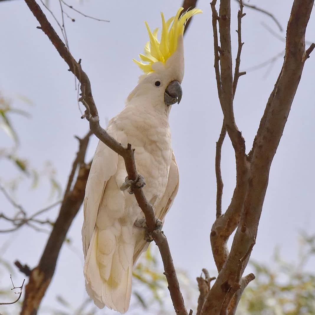 Where to Find 6 Australian Animals with Attitude | Queensland