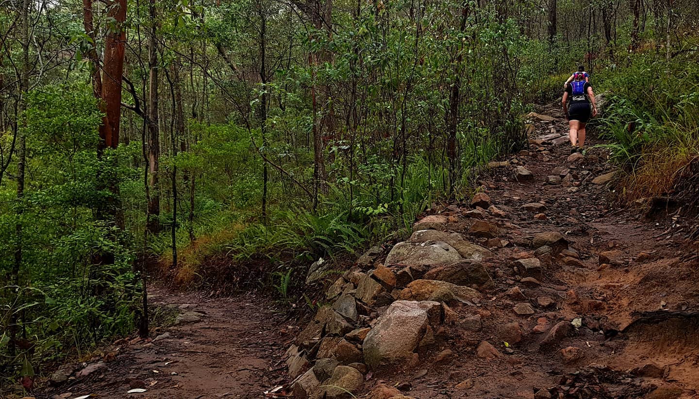What to Do at Brisbane's Mount Coot-tha for Adventure | Queensland
