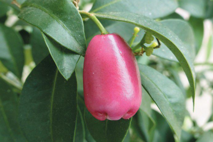 Australian Bush Foods and Indigenous Flavours | Queensland