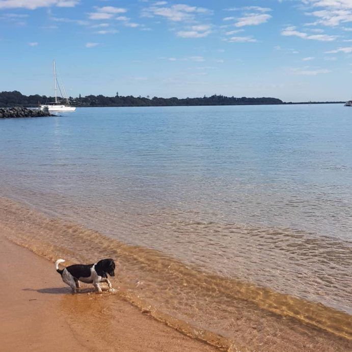 Best Dog-Friendly Beaches Near Brisbane | Queensland