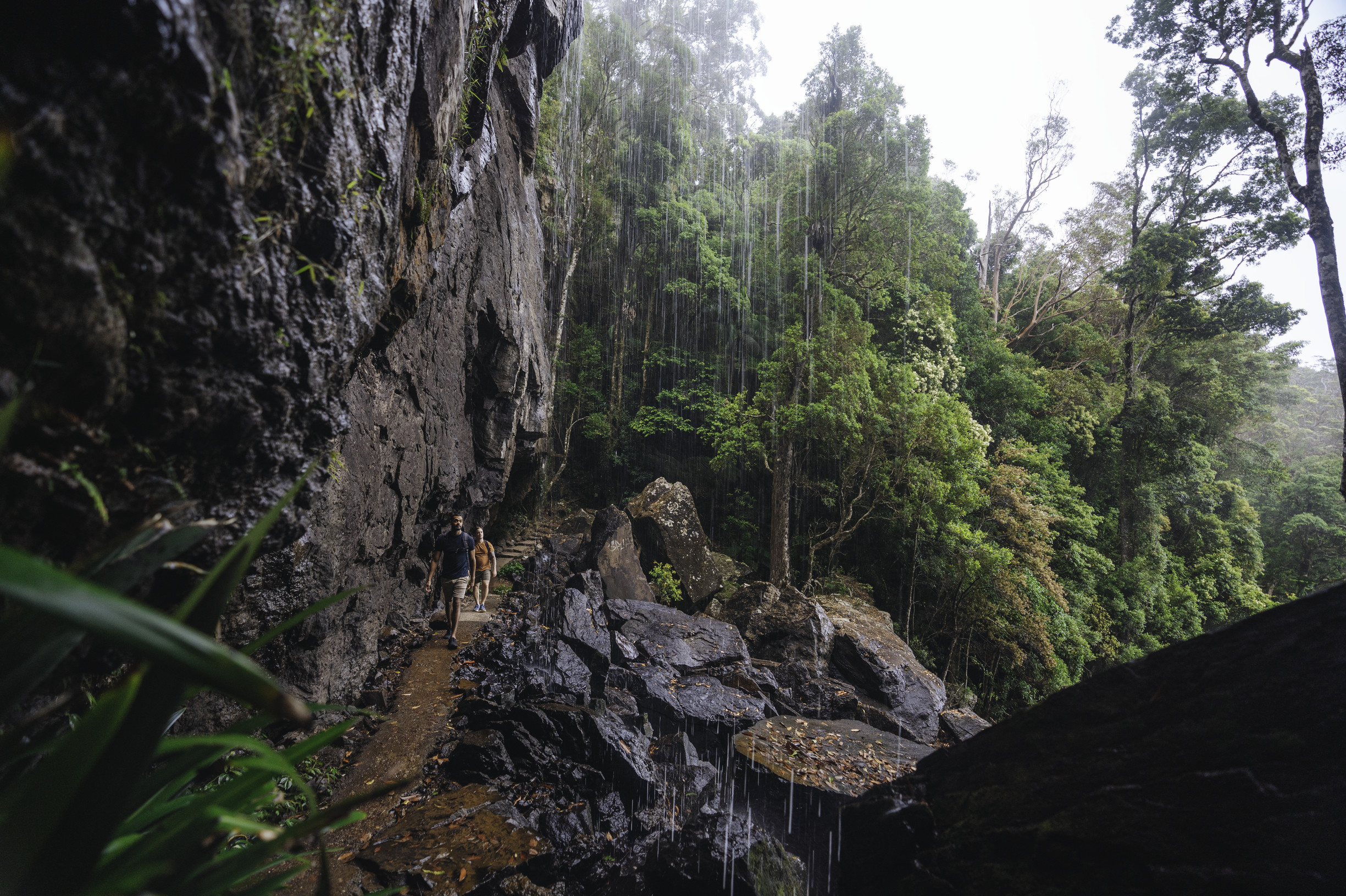 How to Do Springbrook National Park, Gold Coast Hinterland | Queensland