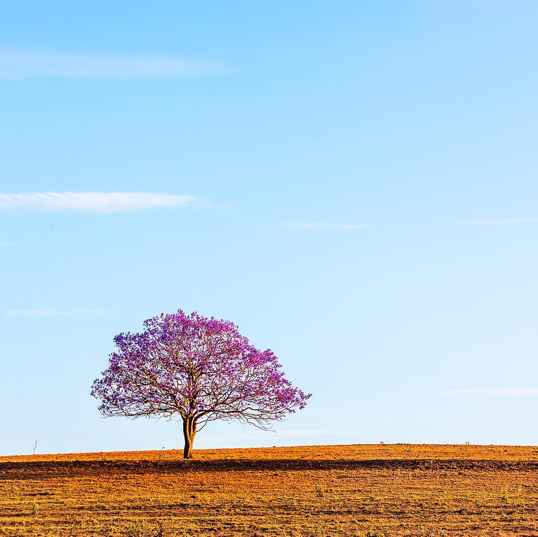 Purple Rain: Best Places to See QLD's Jacarandas | Queensland